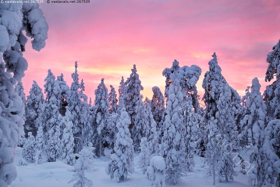 Kuva: Lapin Kaamos 8 - Lappi kaamos keskitalvi sydäntalvi kuusi kuuset ...