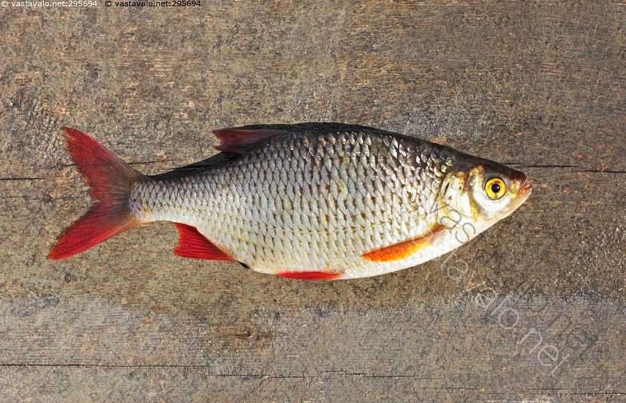 Kuva: Sorva - sorva scardinius erythrophthalmus punakontti punainen ...