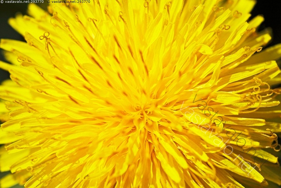 Kuva: Voikukka - voikukka Taraxacum officinale kukka kukinto kukinta ...