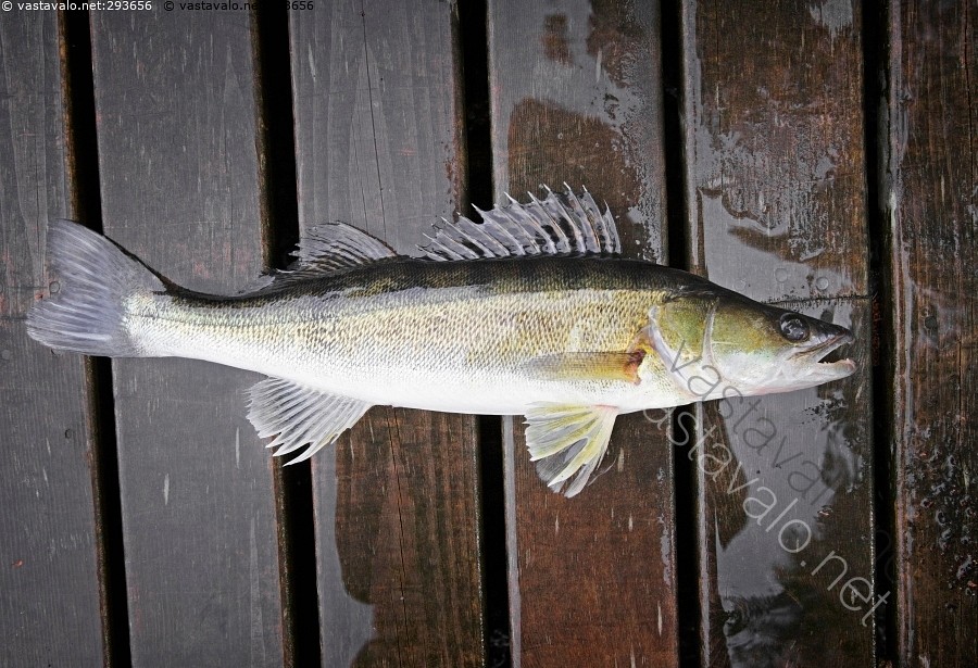 Kuva: Kuha - harrastuskalastus kalansaalis kalastaminen kalastus kala ...