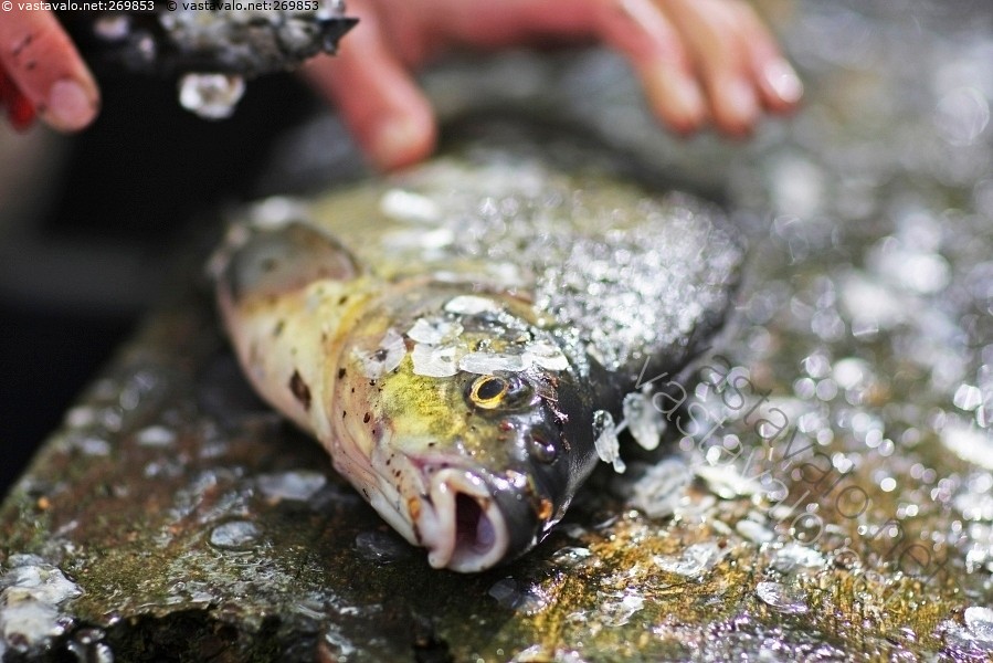 Kuva: Lahnan perkaaminen - lahna kala kalalaji Abramis brama kalastus ...