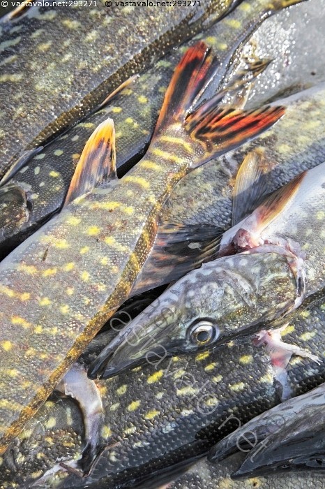 Kuva: Haukia - hauki kala ruokakala hauet kalat monta paljon pää silmä ...