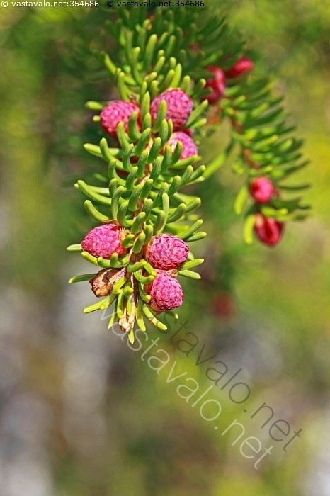 Kuva: Kuusi - kuusi metsäkuusi Picea abies Pinaceae havupuu havumetsä ...