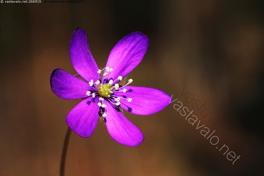 Kuva: Sinivuokko - Hepatica nobilis sinivuokko sininen sinertävä kukka ...