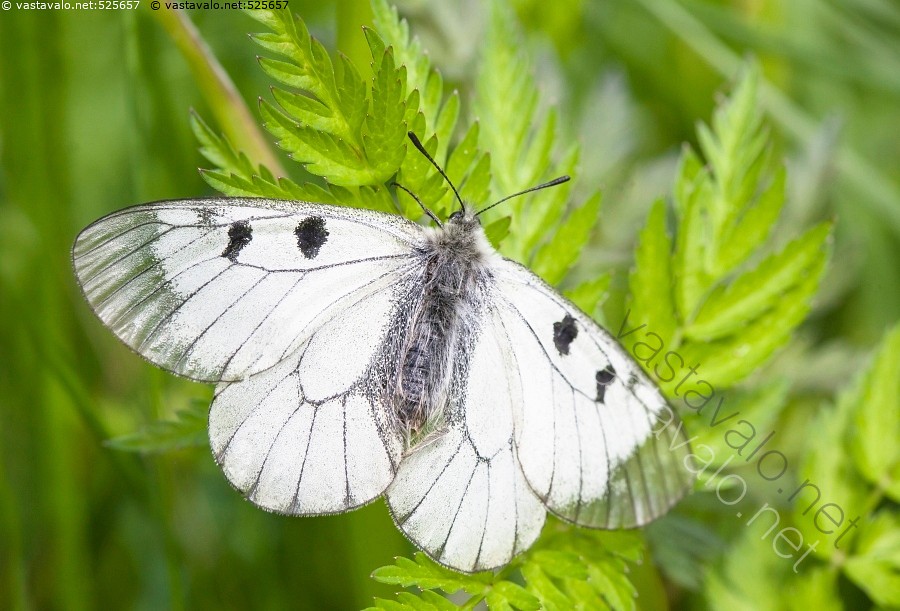 Kuva: Pikkuapollo - Parnassius mnemosyne pikkuapollo valkoinen ...