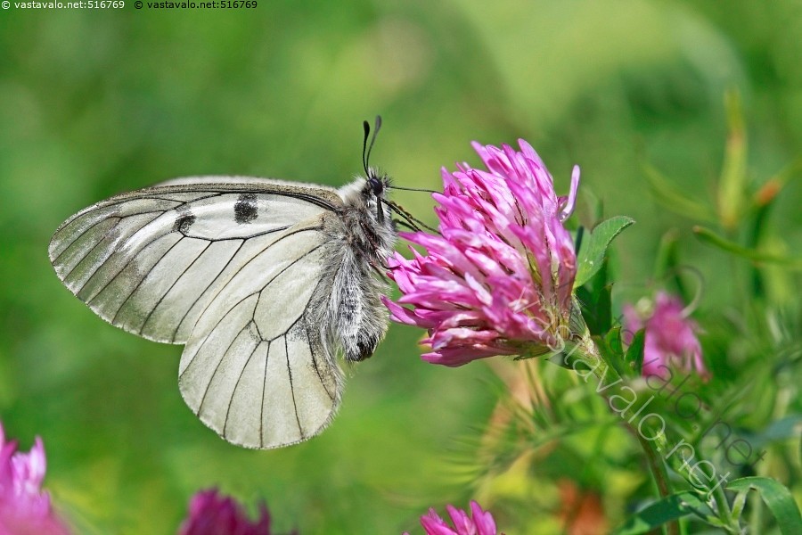 Kuva: Pikkuapollo - Parnassius mnemosyne pikkuapollo valkoinen ...
