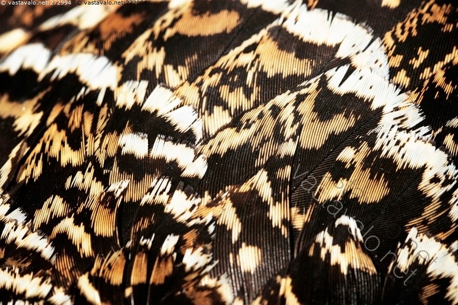 Kuva: Metson kuviointia - metso lintu naaras koppelo metsäkanalintu ...