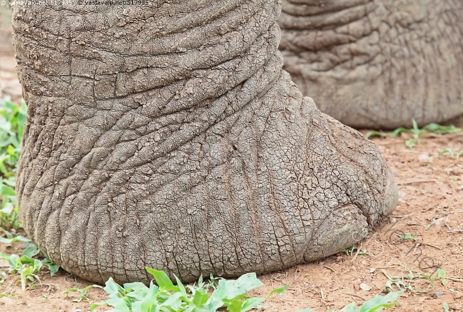 Kuva: Jalka - jalka kynsi kynnet norsun halkeilu kuiva paksu nahka ...