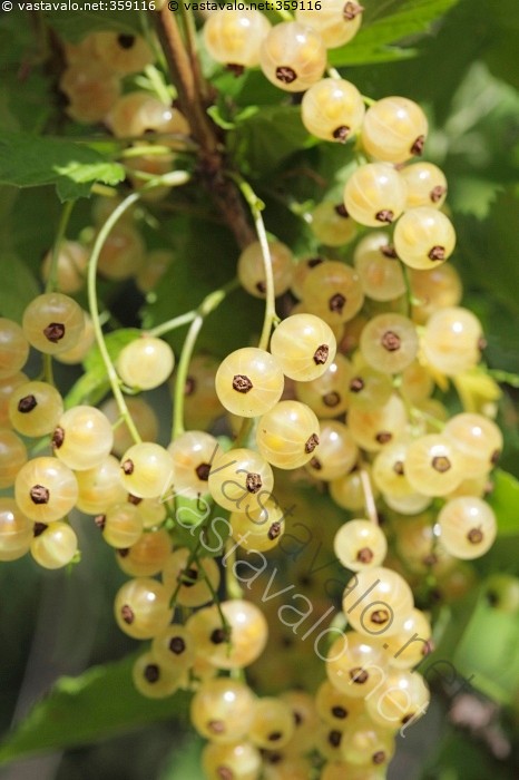 Kuva: Valkoherukka - valkoherukka herukka marja valkoinen viinimarja ...