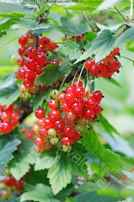 Kuva: Punaherukka - punaherukka herukka marja punainen viinimarja sato ...