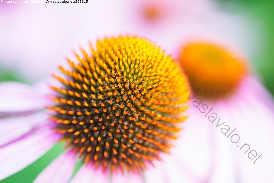 Kuva: Punahattu - punahattu auringonhattu Echinacea purpurea puutarha ...