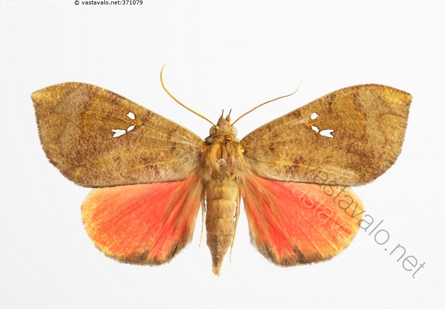 Kuva: Yökkönen - Miniodes phaeosoma perhonen yökkönen yöperhonen kaunis ...