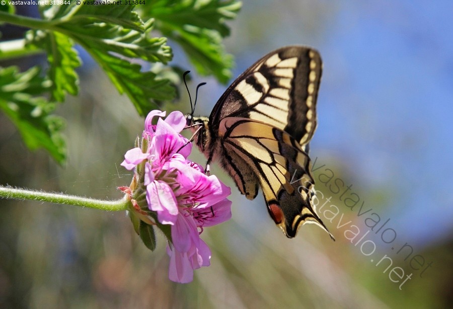 Kuva: Ritariperhonen - ritariperhonen Papilio machaon kukka kukassa ...