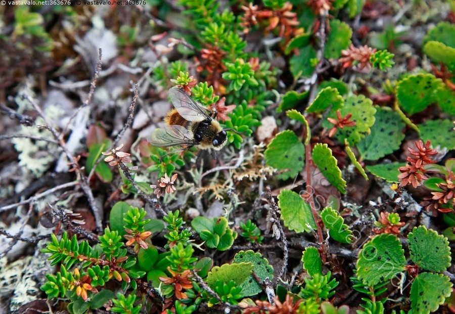 Kuva: Porokiiliäinen (Hypoderma tarandi) - porokiiliäinen kurmu ...