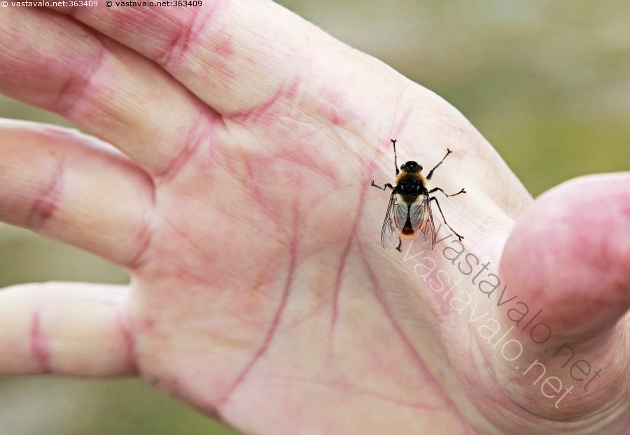Kuva: Porokiiliäinen - porokiiliäinen kurmu kurmupaarma kurmulintu ...