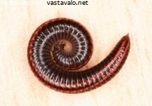 Kuva: Tuhatjalkainen - hietatuhatjalkainen Ommatoiulus sabulosus ...