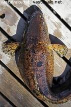 Kuva: JESS!! mun eka matikka - made lota matikka kala saalis ruokakala ...