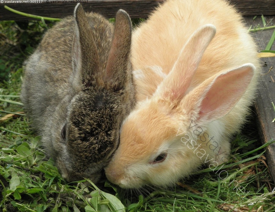 Kuva: Kaniinit - kaniini kaniinit Oryctolagus kani kanit pupu puput ...