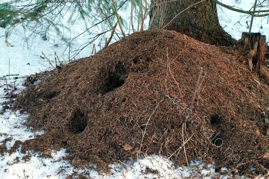 Kuva: Palokärjen rei'ittämä muurahaispesä - palokärki palokärjen ...