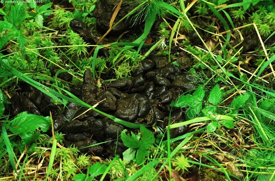 Kuva: Hirven kesäaikaista ulostetta - hirvi uloste ulosteet kakka kasa ...