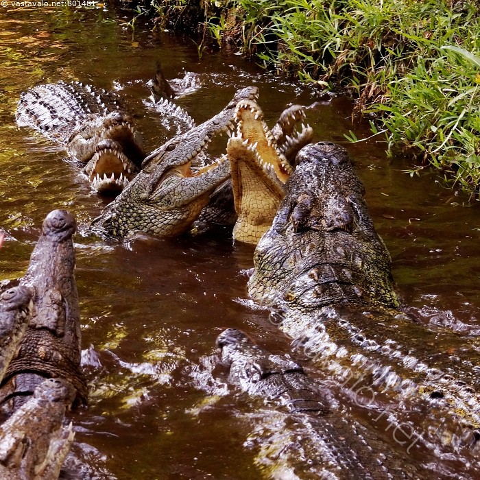 Kuva: Krokotiilien taistelu ruuasta - Niilin krokotiili krokotiilit ...