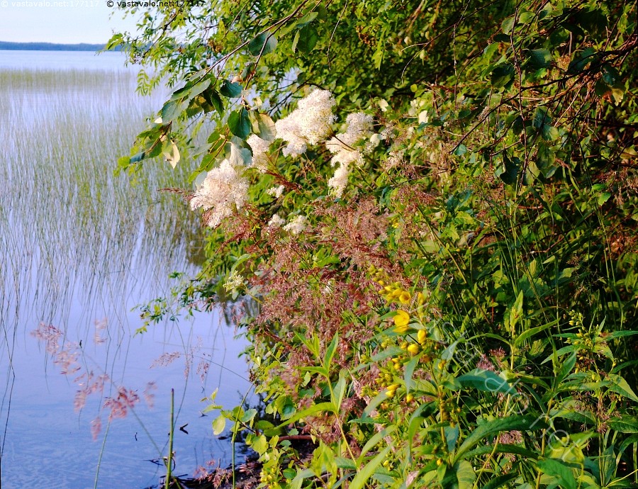 Kuva: Kukkiva ranta - ranta järvi kesä kukka kukat kukkia kukkiva ...