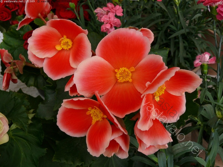 Kuva: Pauliinabegonia - begonia pauliinabegonia puutarhakasvi ...