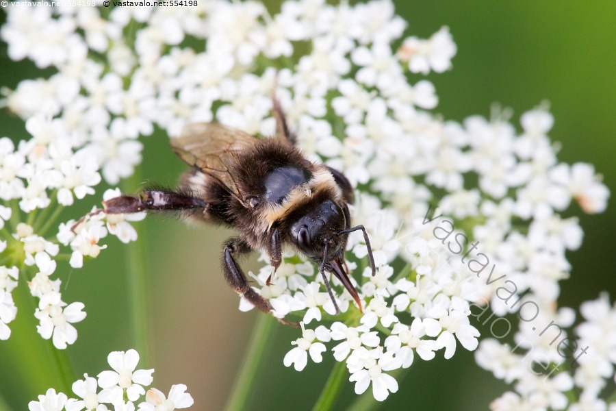 Kuva: Kimalainen vuohenputkella - kimalainen bombus hyönteinen ...