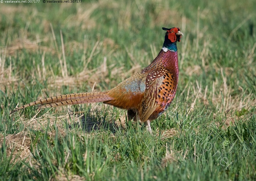 Kuva: Fasaani kukko - fasaani Phasianus colchicus fasaanit aitokanat ...