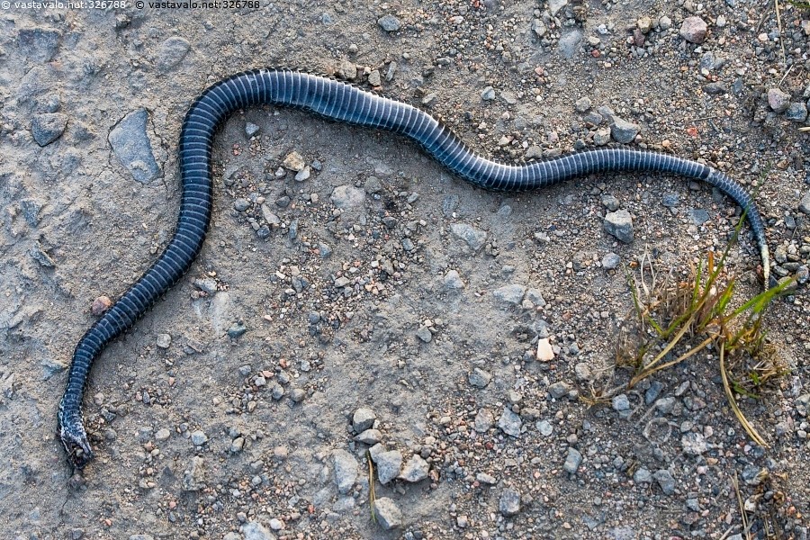 Kuva: Auton alle jäänyt kyy - käärme kyy kyykäärme matelija Vipera ...