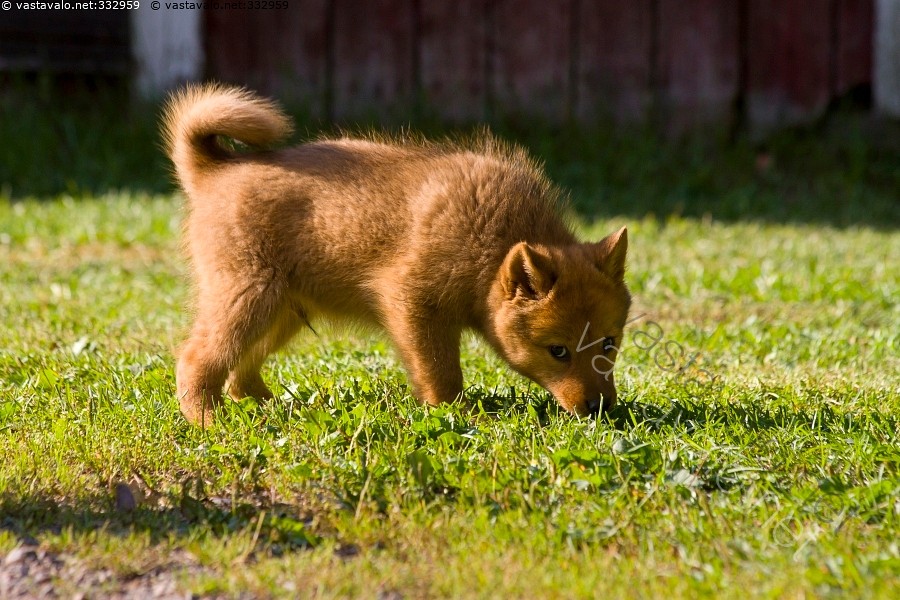 Kuva: Epäluuloinen koiranpentu - pystykorva sekarotuinen uros koira ...