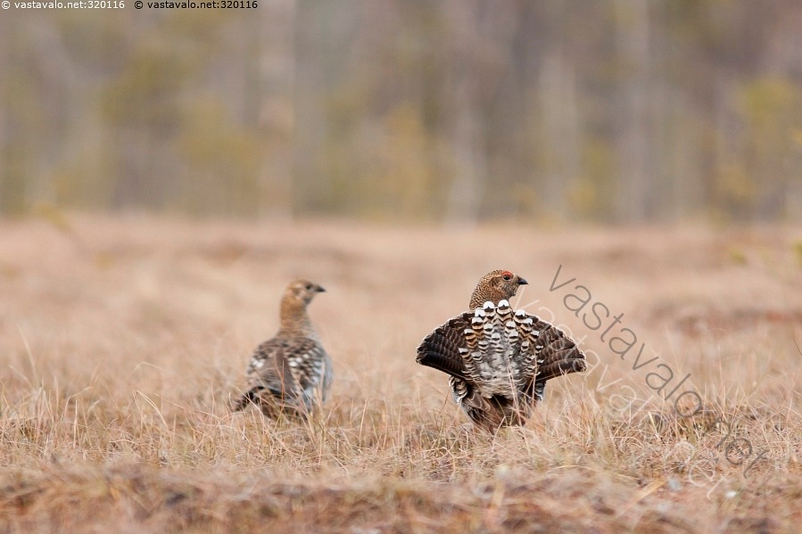 Kuva: Naarasteeret soitimella - naaras teeri naarasteeri pyrstö viuhka ...