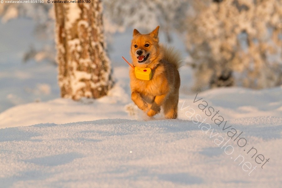 Kuva: Pystykorva vauhdissa - suomenpystykorva pystykorva pikinokka ...
