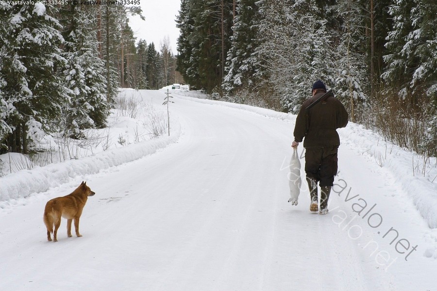 Kuva: Metsästäjä, koira ja jänissaalis - jänis metsäjänis Lepus timidus ...