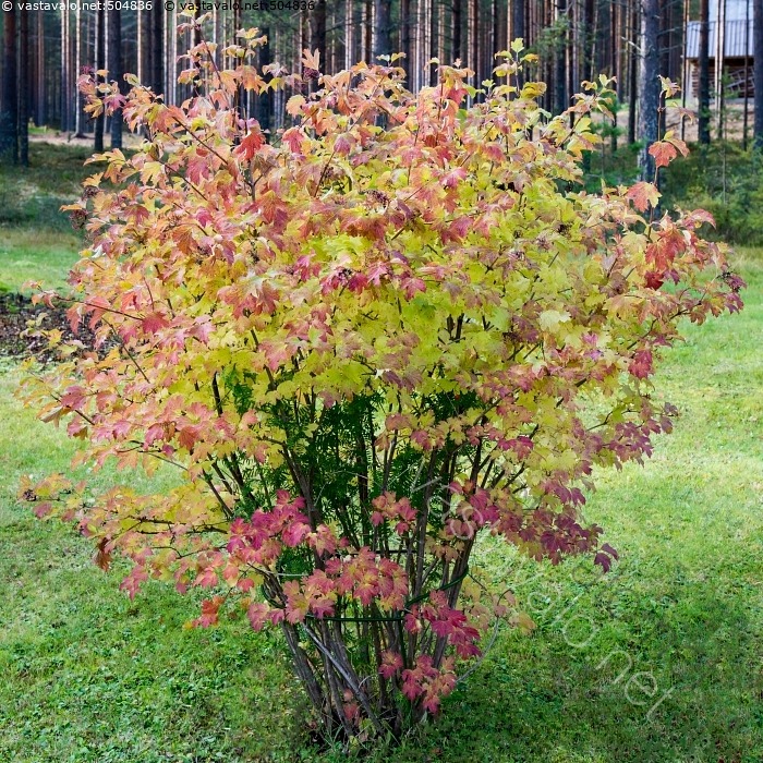 Kuva: Syksyinen lumipalloheisi - lumipalloheisi Viburnum opulus pohjan ...