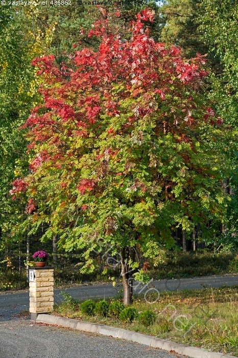 Kuva: Monivärinen pihlaja - pihlaja kotipihlaja Sorbus aucuparia puu ...