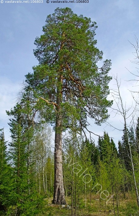 Kuva: Suomen suurin mänty 1? - mänty männyt honka petäjä suuri paksu ...