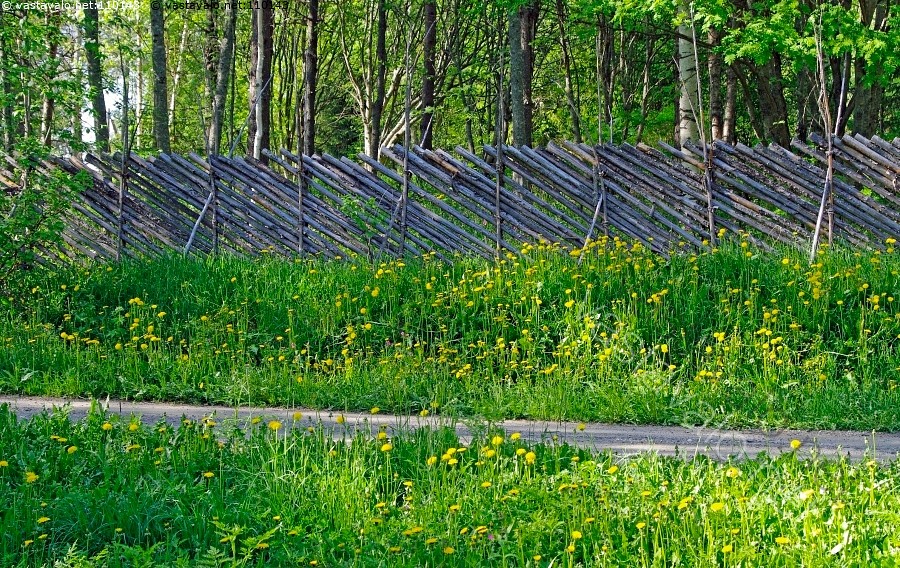 Kuva: Pisteaita ja voikukat - aita aidat pisteaita pistoaita riukuaita ...