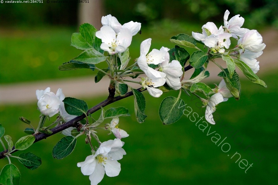 Kuva: Omenapuun kukat - omenapuu omenapuut hyötykasvi puutarhakasvi ...