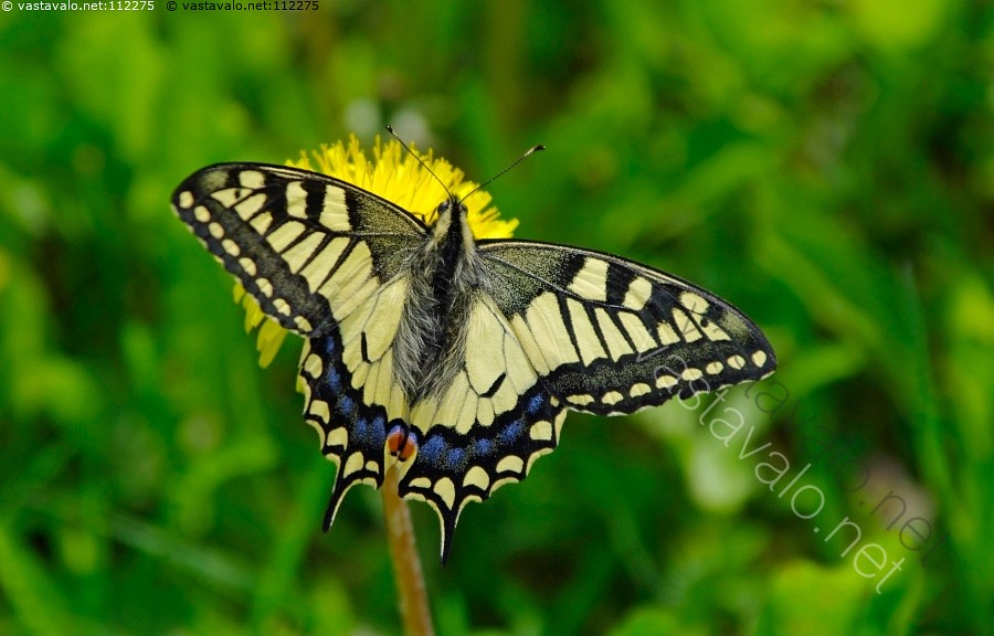 Kuva: Ritariperhonen siivet levällään - ritariperhonen Papilio machaon ...