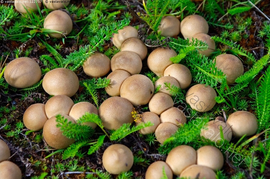 Kuva: Nuoret ryhmätuhkelot - ryhmätuhkelo Gyttrad röksvamp Lycoperdon ...