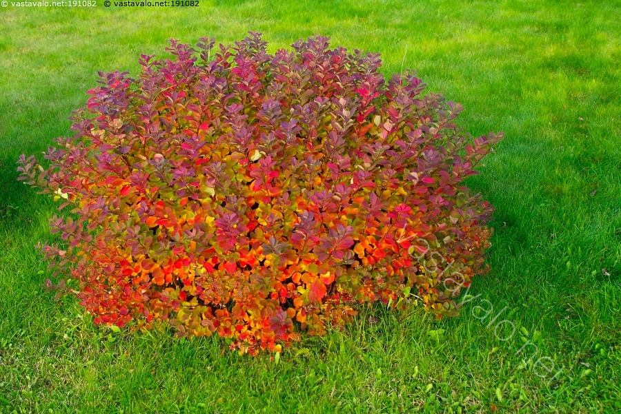 Kuva: Koivuangervon syyspuku - angervo angervot koivuangervo Spiraea ...