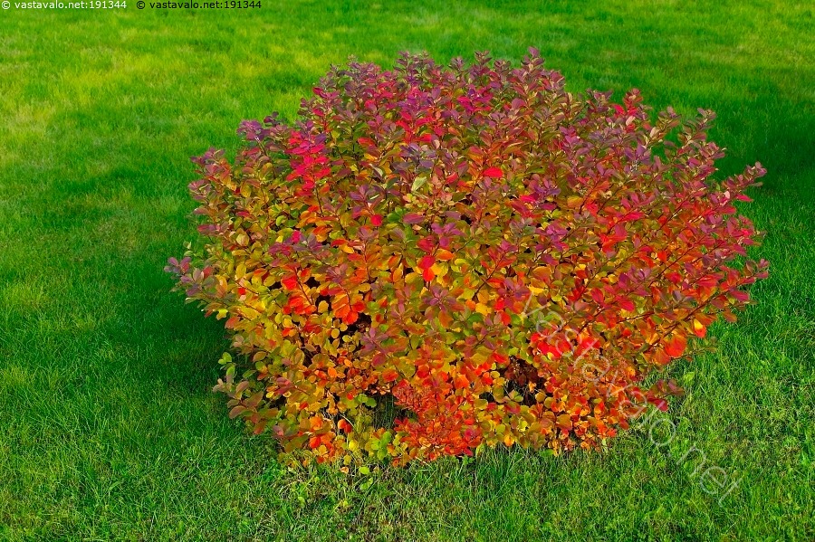 Kuva: Koivuangervon monet sävyt - angervo angervot koivuangervo Spiraea ...