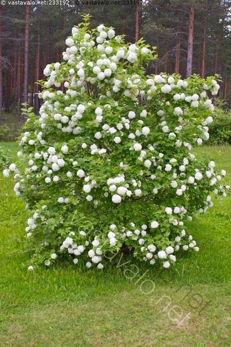 Kuva: Lumipalloheisi täydessä kukassa - lumipalloheisi Viburnum opulus ...