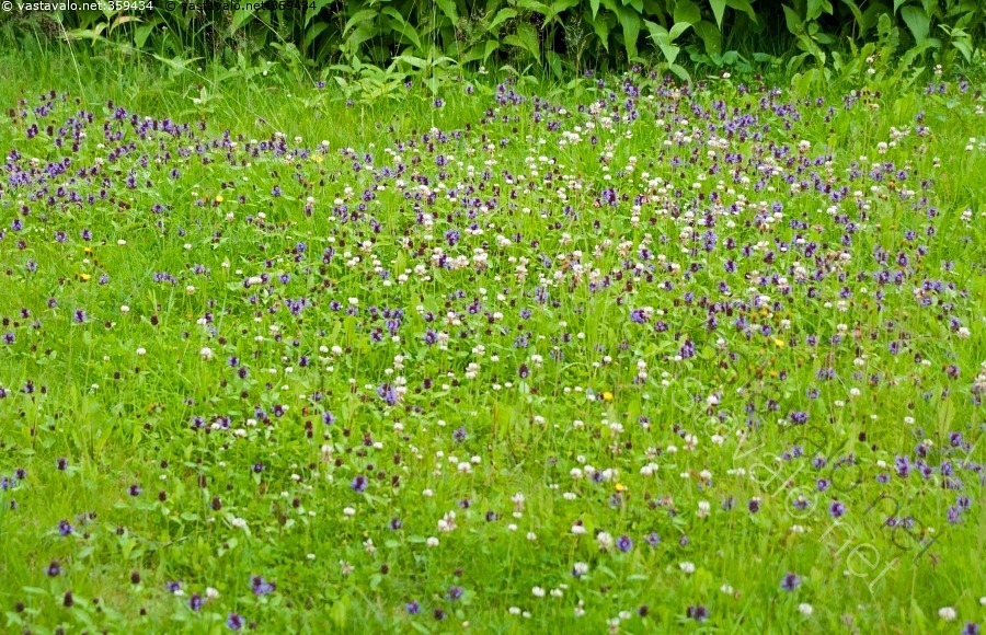 Kuva: Niittyhumalaa - niittyhumala niittyhumalat Prunella vulgaris piha ...