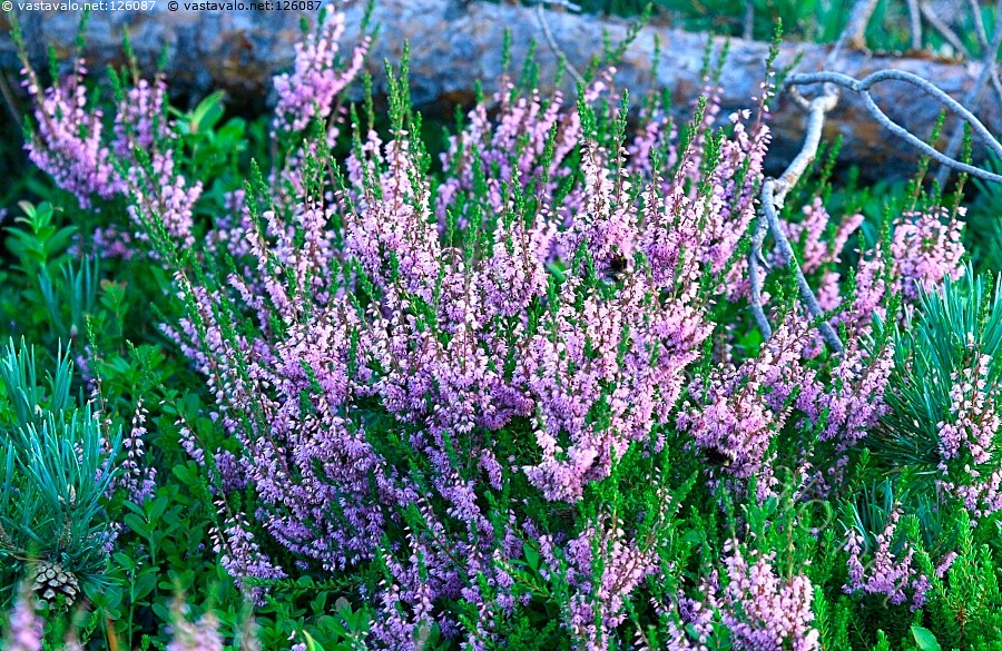 Kuva: Kanerva - Kanerva calluna vulgaris varpu kasvi kukkii kukkiva ...