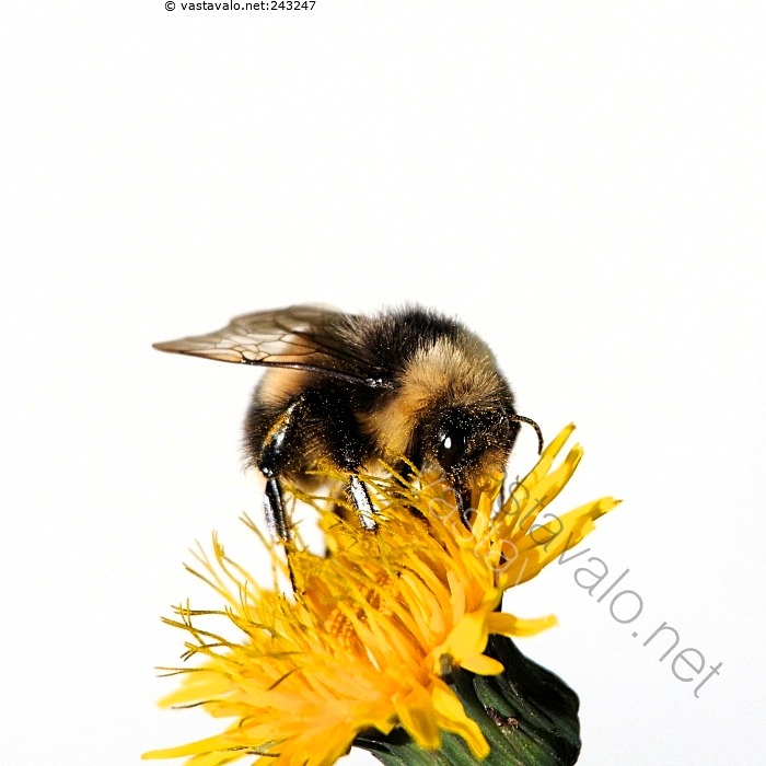 Kuva: Kimalainen ja kukka - Kimalainen bombus hyönteinen kukka kesä ...