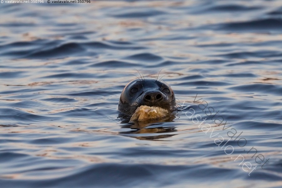 Kuva: Hylje syö jotain - Hylje harmaahylje meri vedessä kurkistus ...