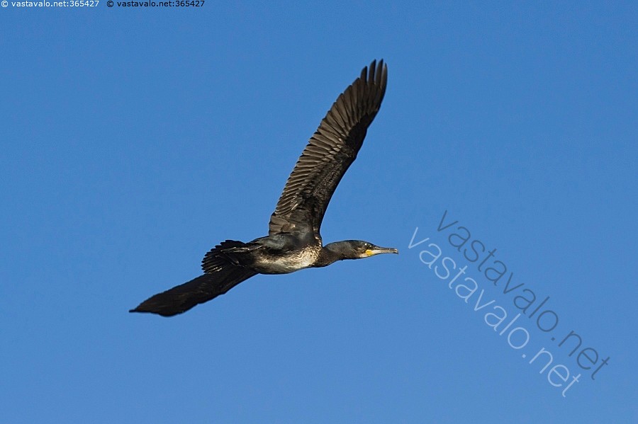 Kuva: Merimetso - Merimetso phalacrocorax carbo lintu lentää siivet ...