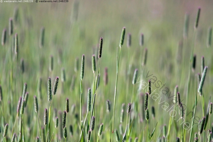 Kuva: Timotei - Timotei nurmitähkiö Phleum pratense heinä heinäkasvi ...